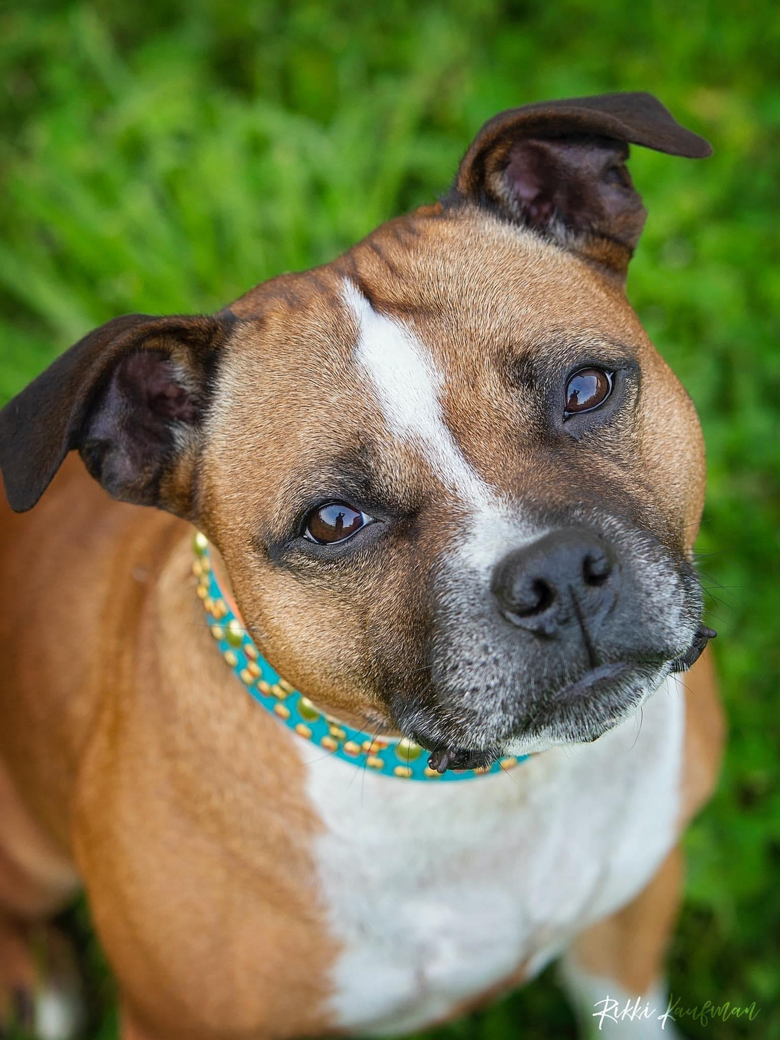 Roulette - RouStaff Staffordshire Bull Terriers