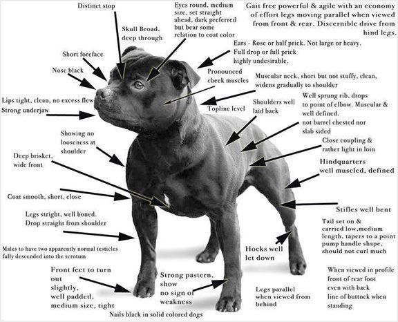 Meet the Breed - RouStaff Staffordshire Bull Terriers
